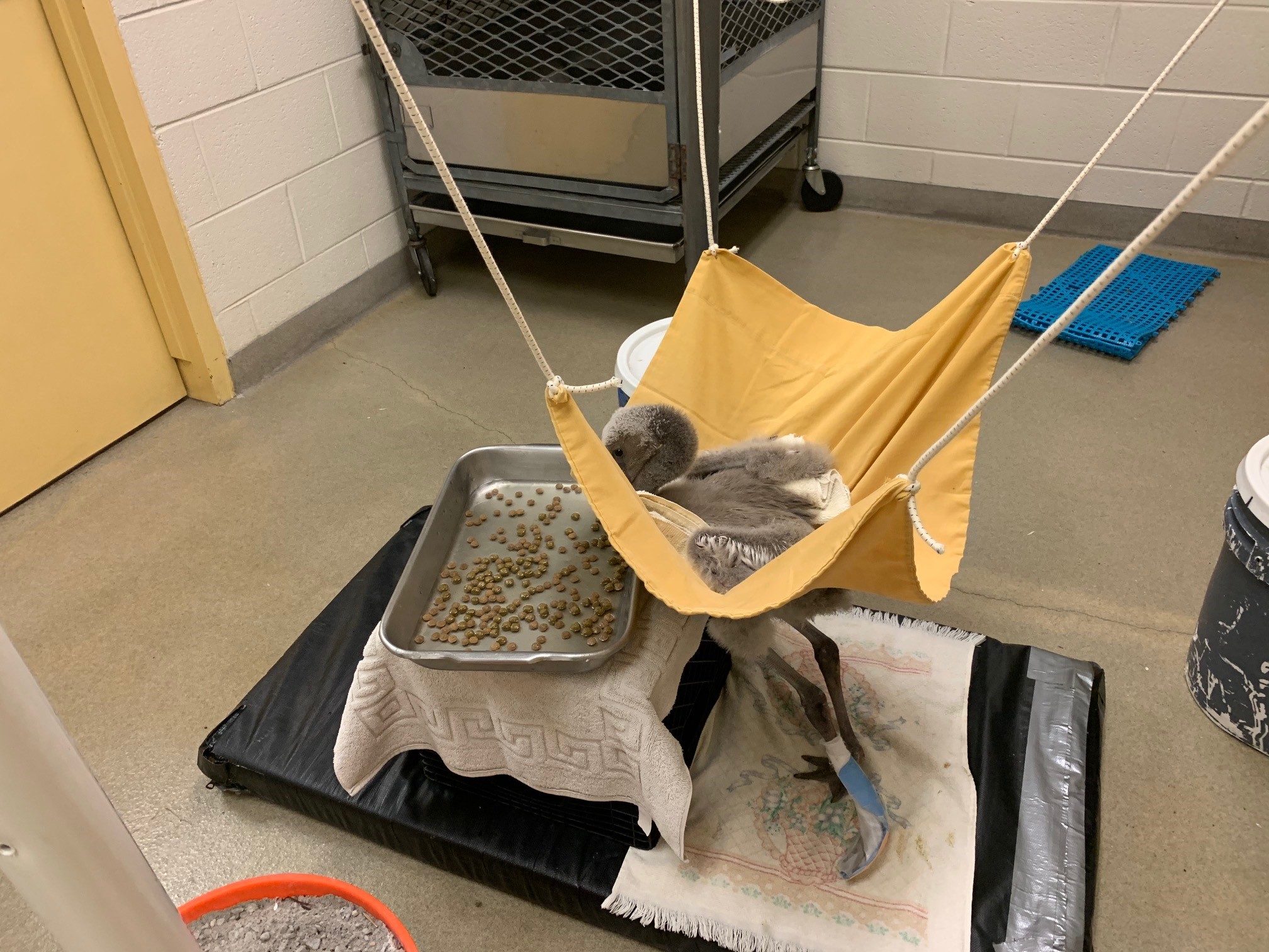Philadelphia Zoo provides creative medical care to help flamingo chick ...